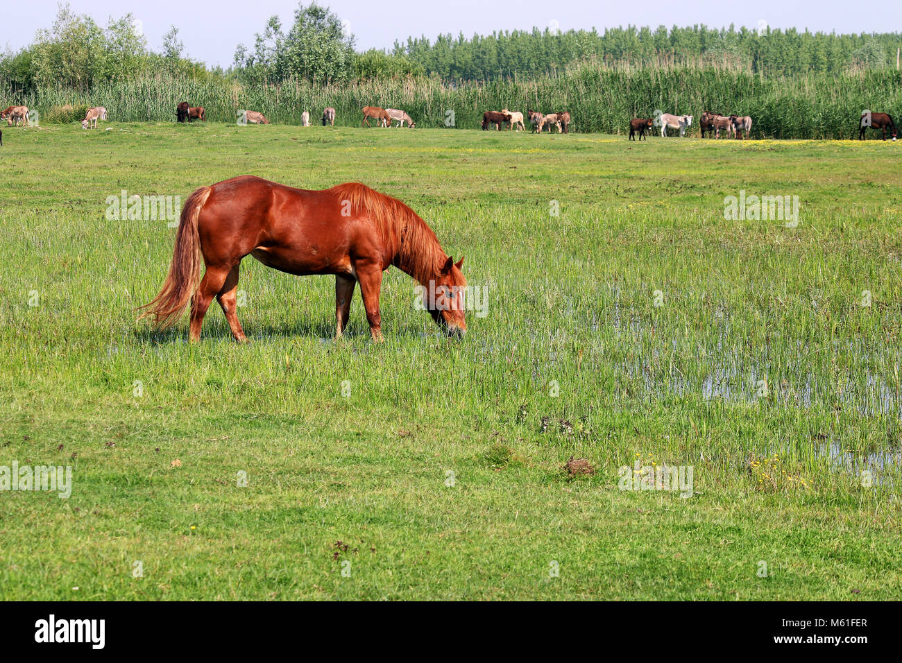 brown horse grazing in green grass field spring season Stock Photo - Alamy