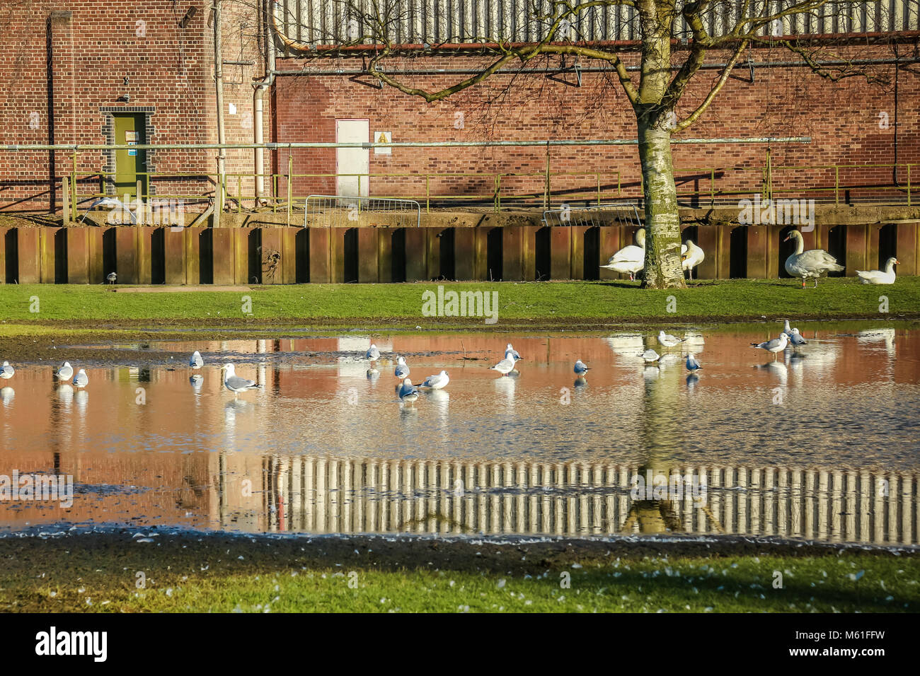 Inland gulls in a pool of floodwater next to River Nene Stock Photo - Alamy
