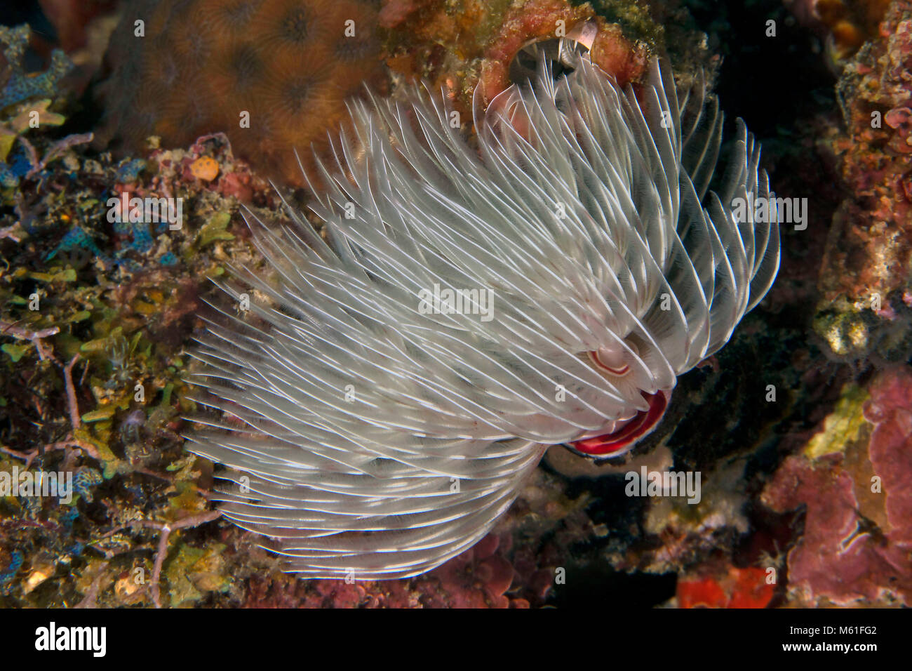 Magnificent Feather Duster Worm (Protula magnifica) near Panglao Island ...