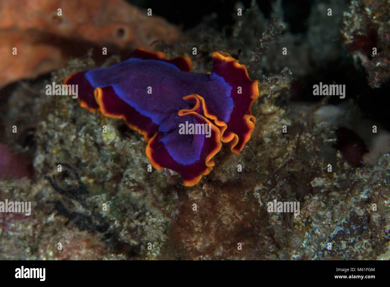 Fuchsia Flatworm (Pseudoceros ferrugineus) near Panglao Island ...