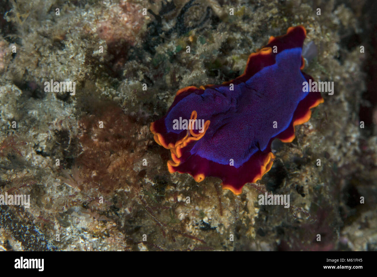 Fuchsia Flatworm (Pseudoceros ferrugineus) near Panglao Island ...