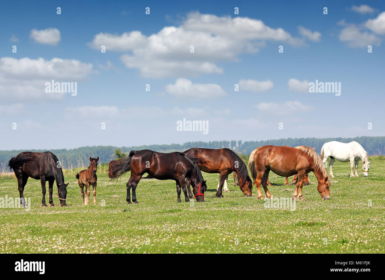 herd of horses in pasture spring season Stock Photo - Alamy