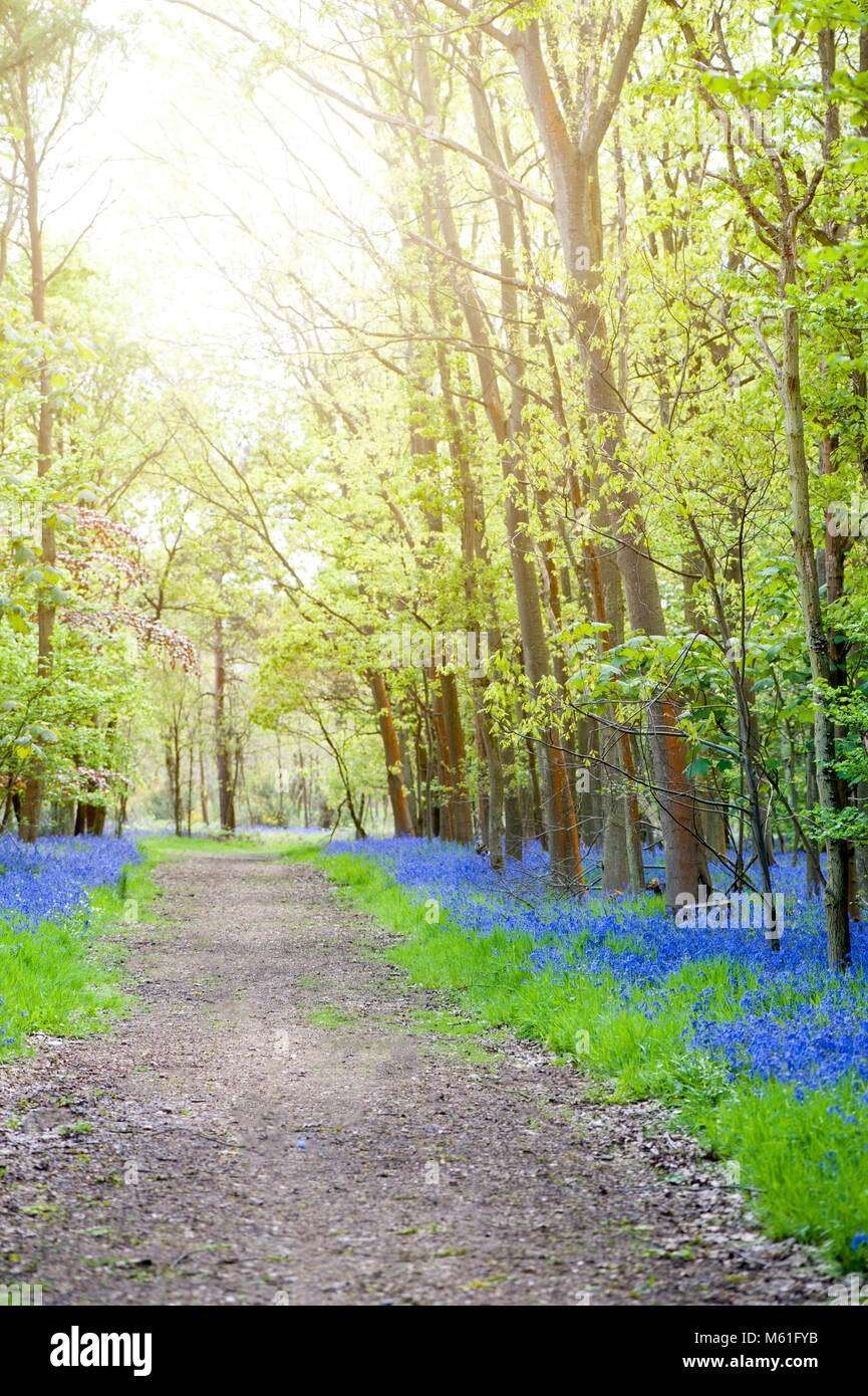 Beautiful Bluebell woods in the spring sunshine, English Bluebell ...