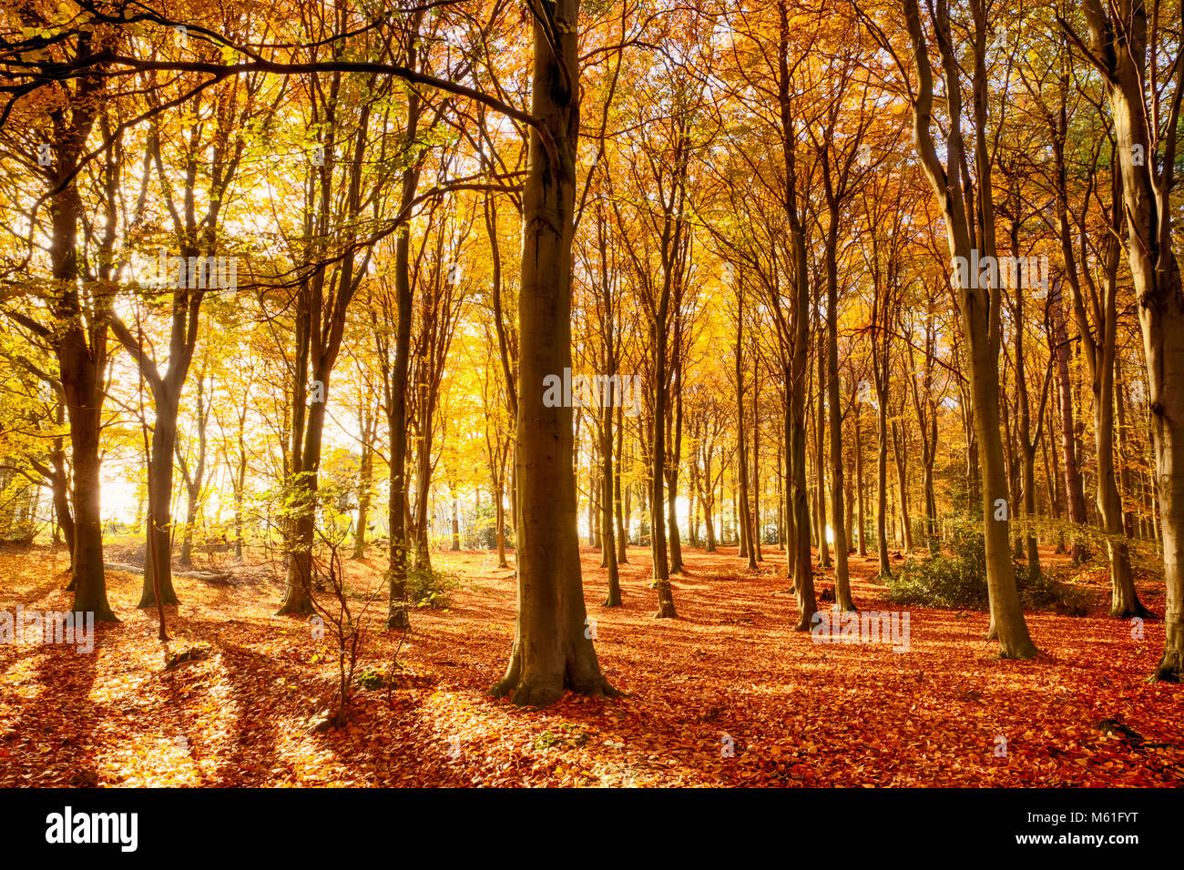 Stunning trees hi-res stock photography and images - Alamy