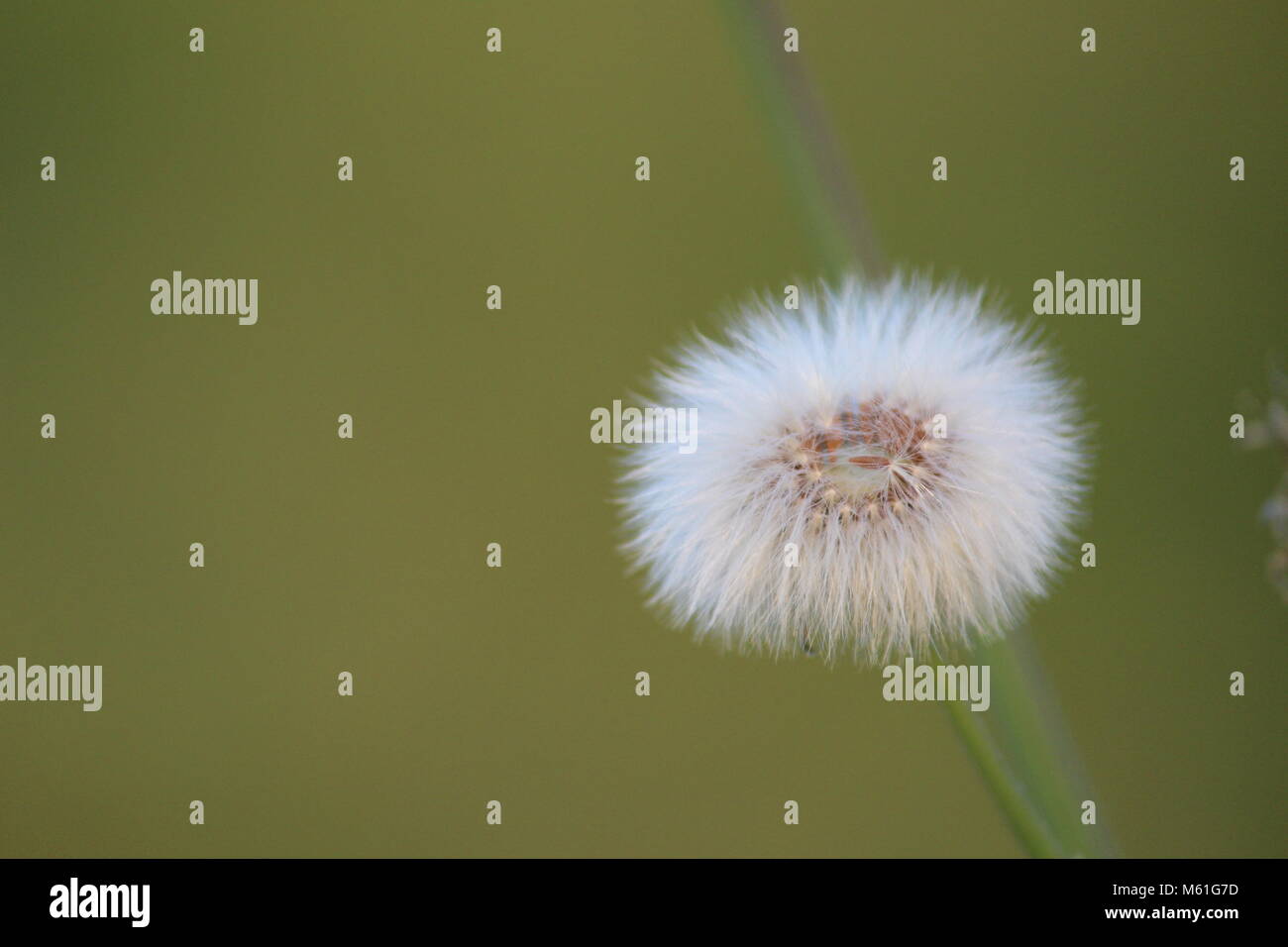 A Star Flower Stock Photo - Alamy