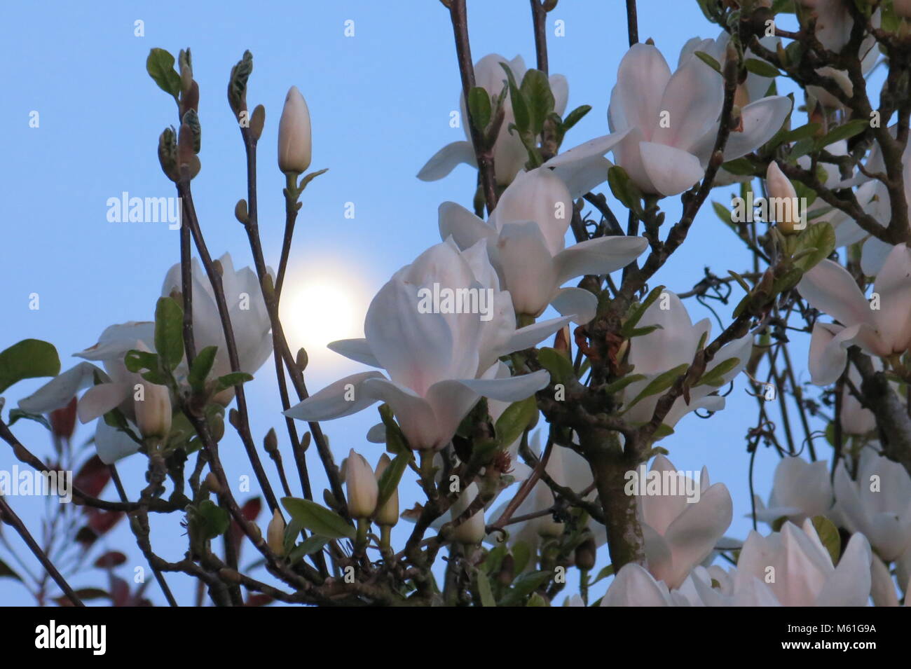 Magnolia by moonlight in a blue sky Stock Photo - Alamy