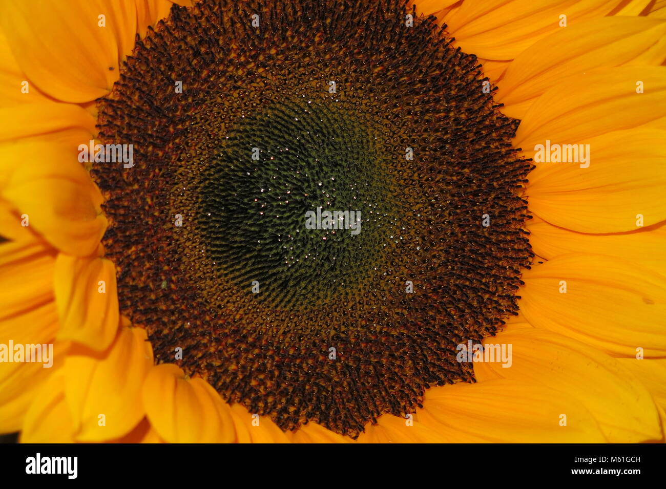 Parts of a sunflower hi-res stock photography and images - Alamy