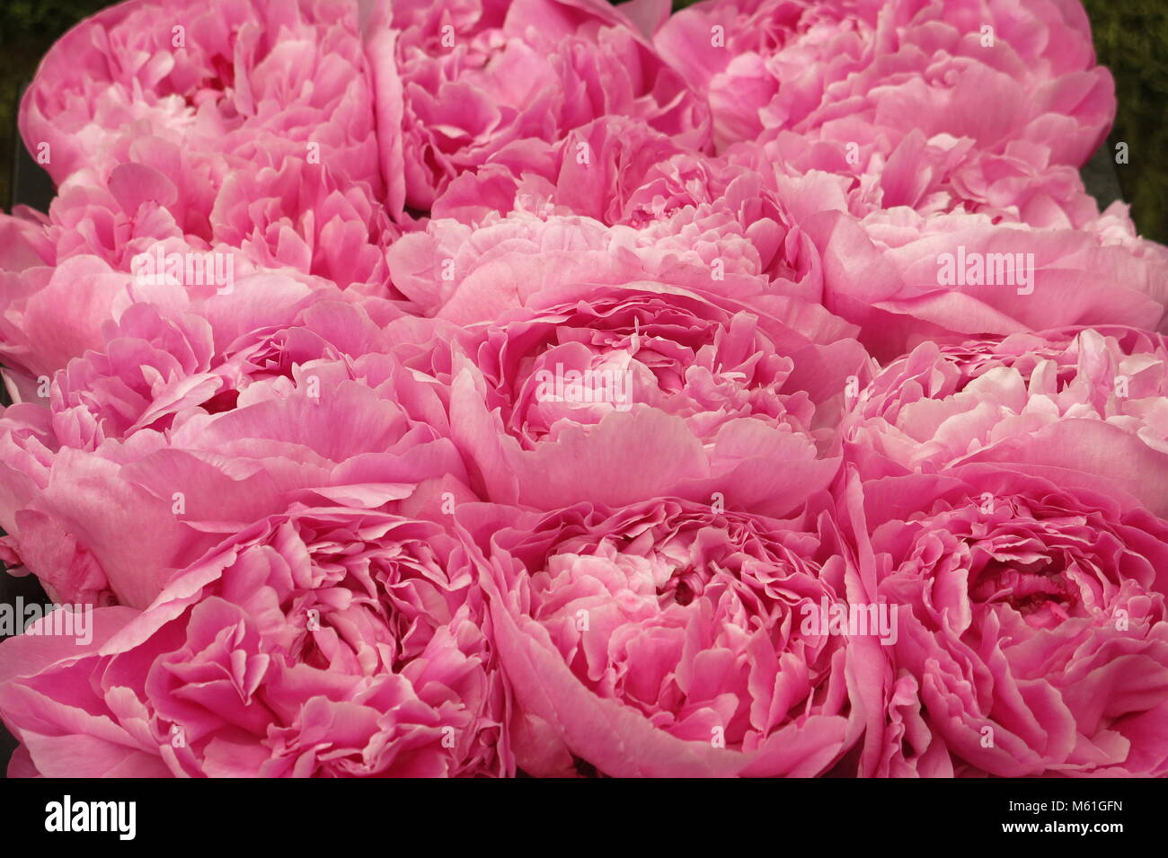 A dozen pink peonies in full bloom at RHS Chelsea Flower Show, May 2017 ...
