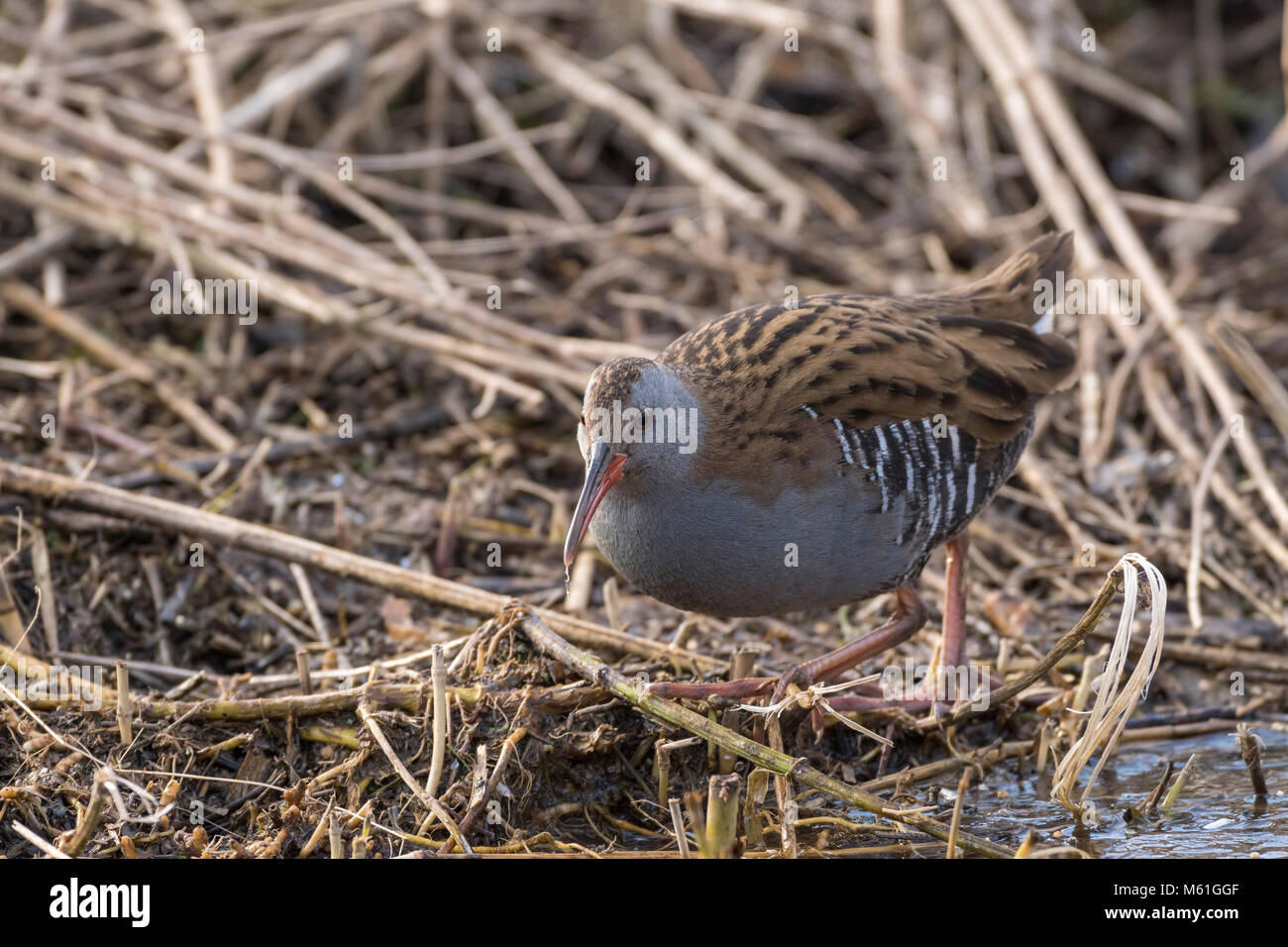Water rail, Rallus aquaticus, searching for food amid fallen reeds ...