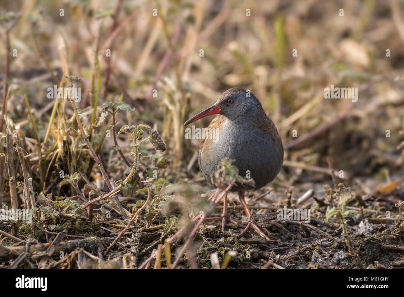 Water rail, Rallus aquaticus, searching for food amid fallen reeds ...