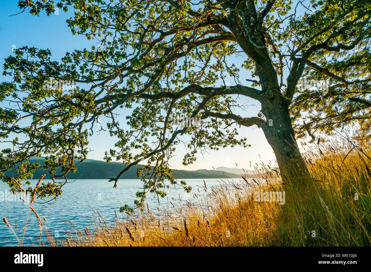 Garry oak tree, Burgoyne Bay, Provincial Park, Salt Spring Island ...
