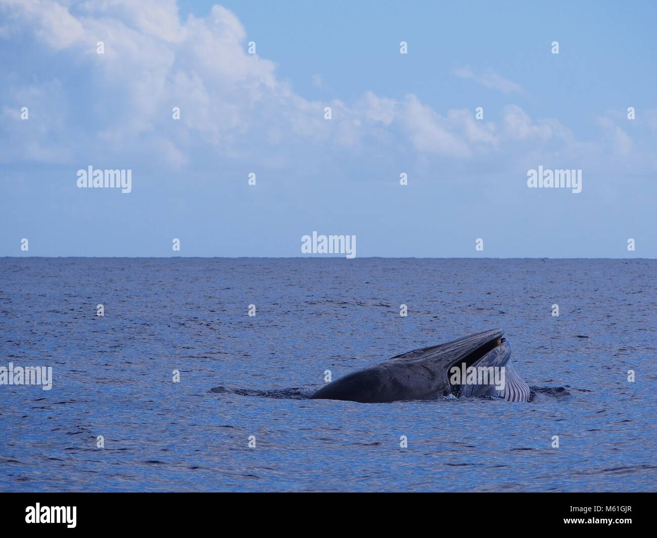 Rorqual de bryde hi-res stock photography and images - Alamy