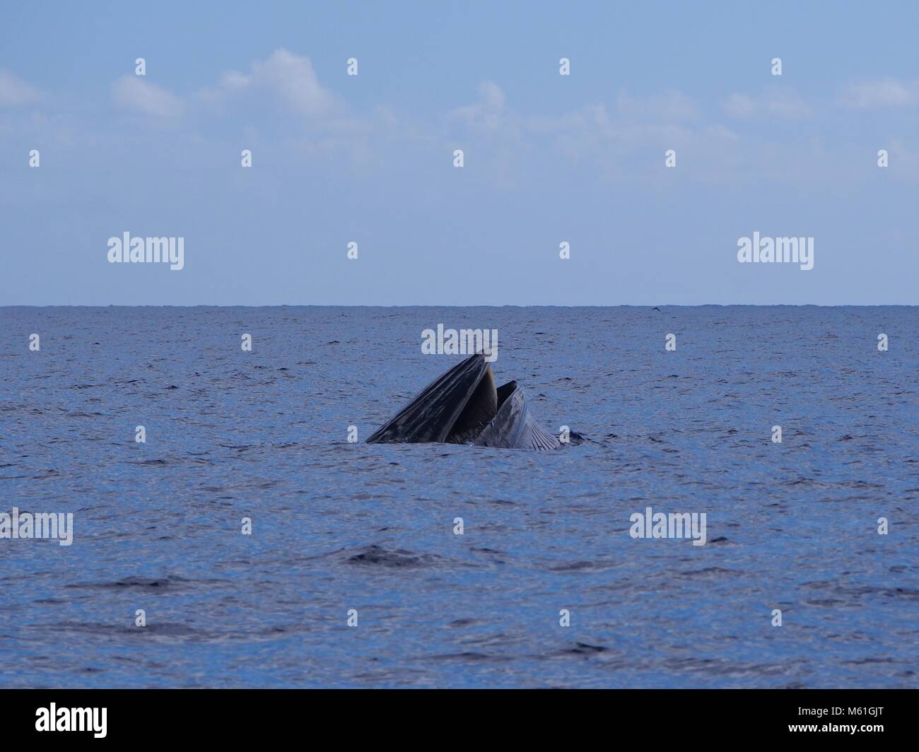 Rorqual de bryde hi-res stock photography and images - Alamy