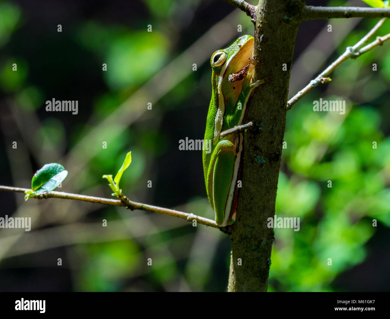 Tree frog on branch hi-res stock photography and images - Alamy