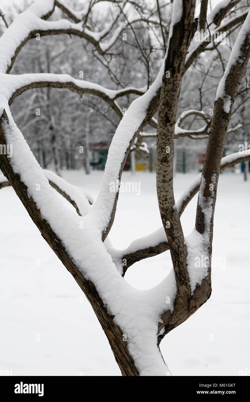 White snow lies on the branches of a tree. Moscow Stock Photo - Alamy