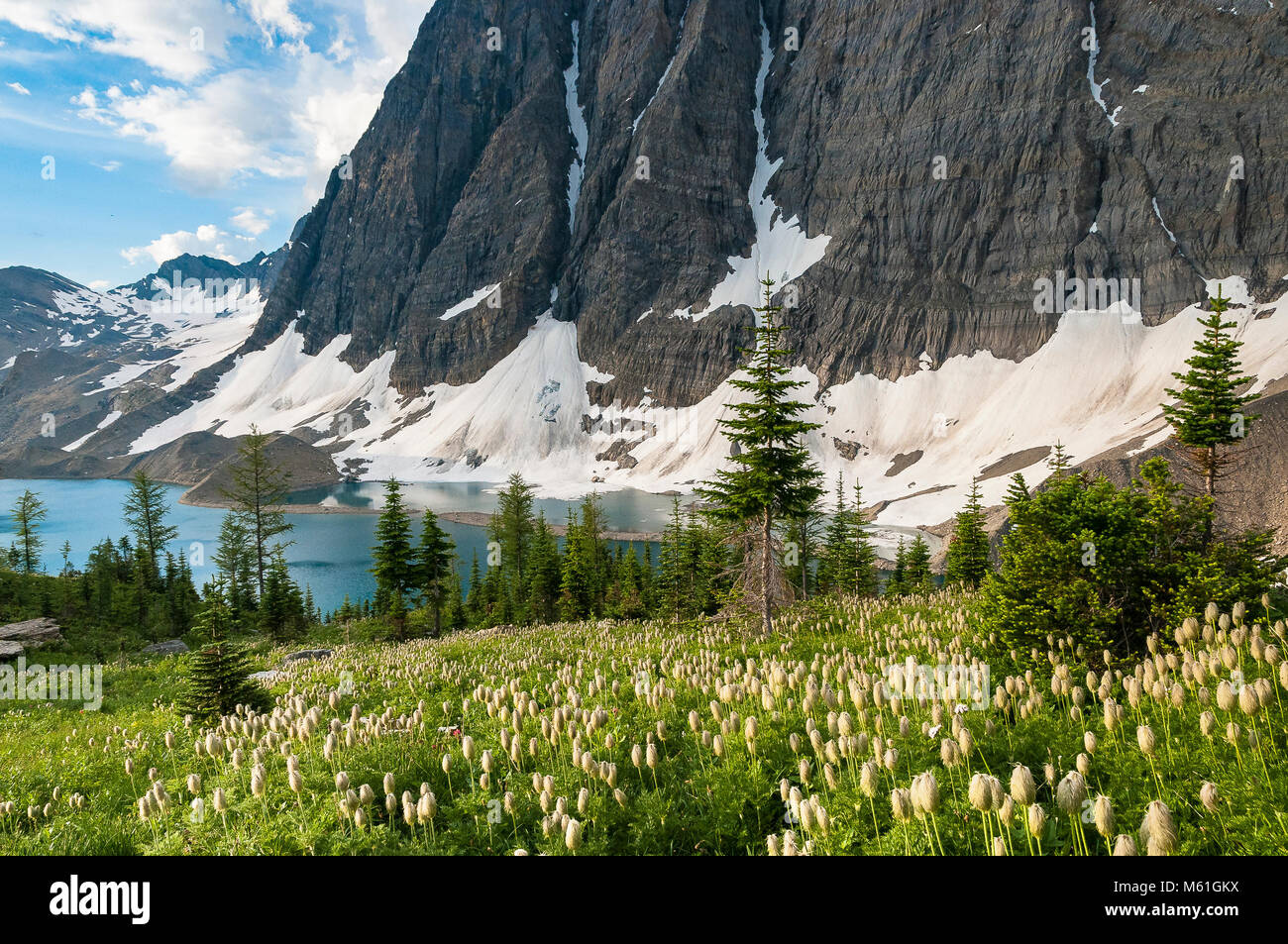 Wildflowers at Floe Lake, Kootenay National Park, British Columbia ...