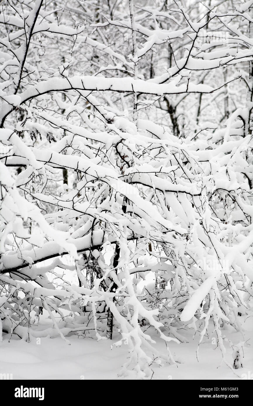 The branches of the plants are covered with snow. Abstraction Stock ...