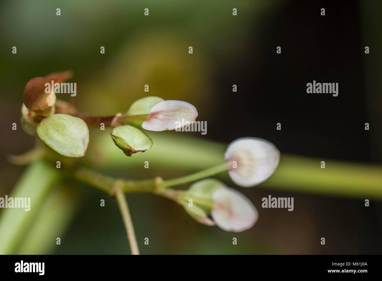 Meadow wild flowers eden hi-res stock photography and images - Alamy
