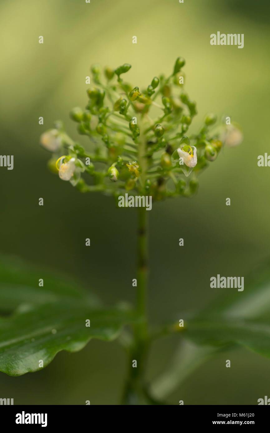 Meadow wild flowers eden hi-res stock photography and images - Alamy