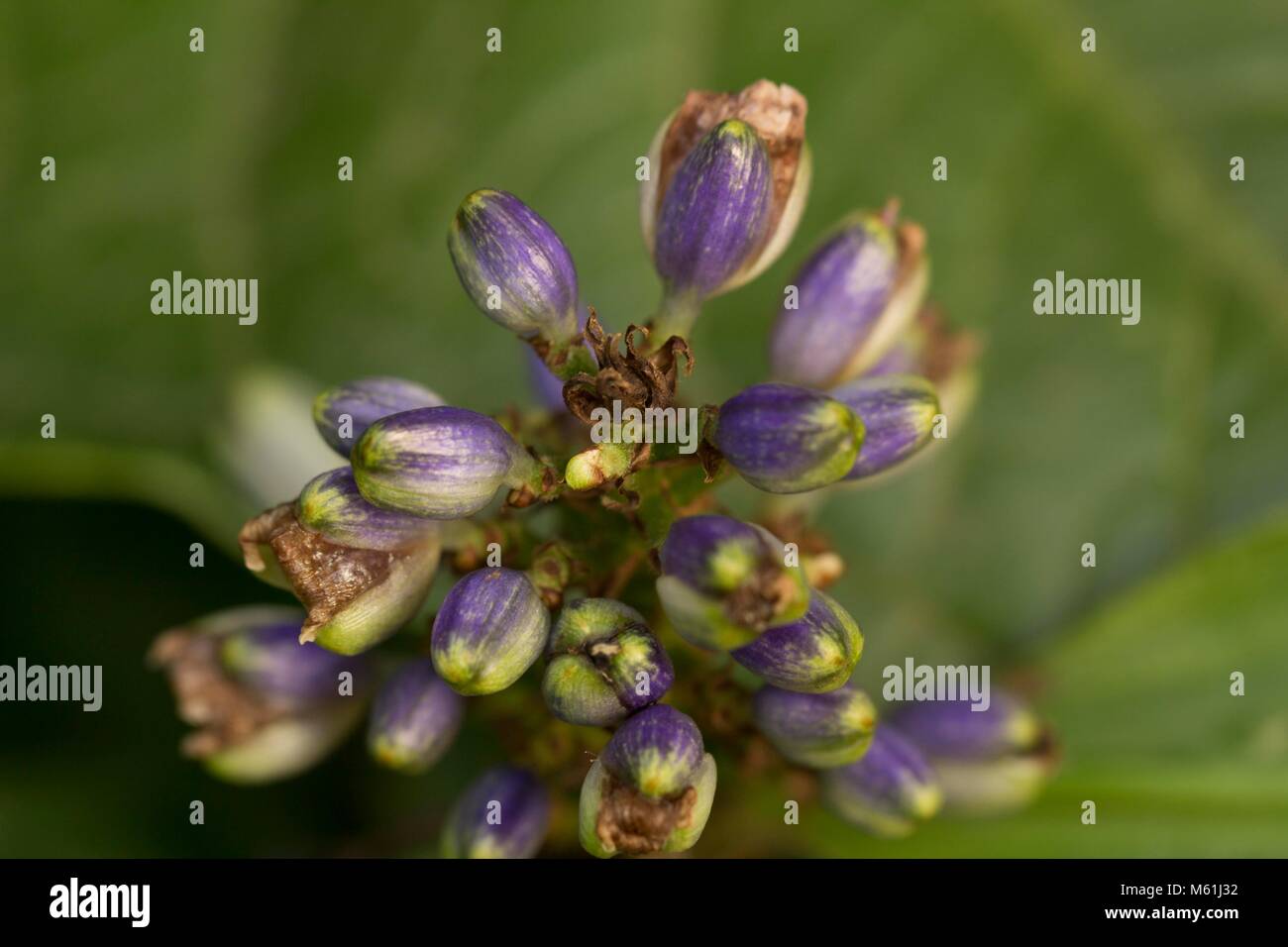 Flowers at the Eden project Stock Photo - Alamy