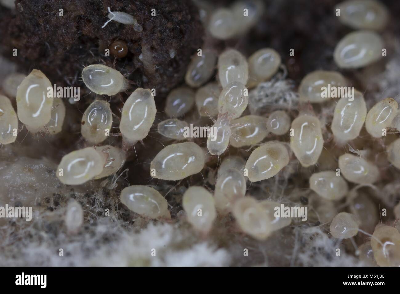 Magnification of mites from Acaridae family Stock Photo - Alamy
