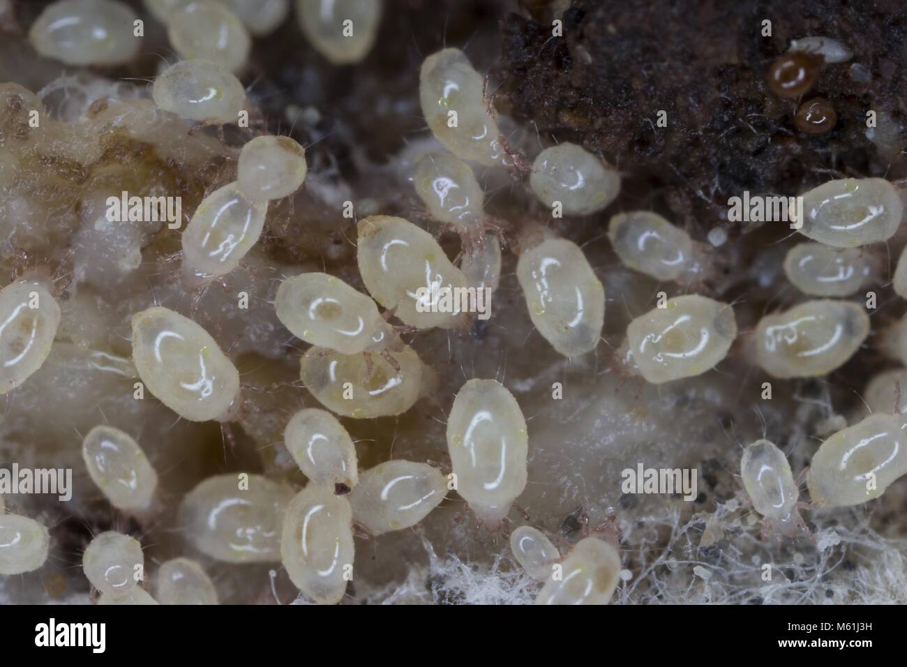 Magnification of mites from Acaridae family Stock Photo - Alamy