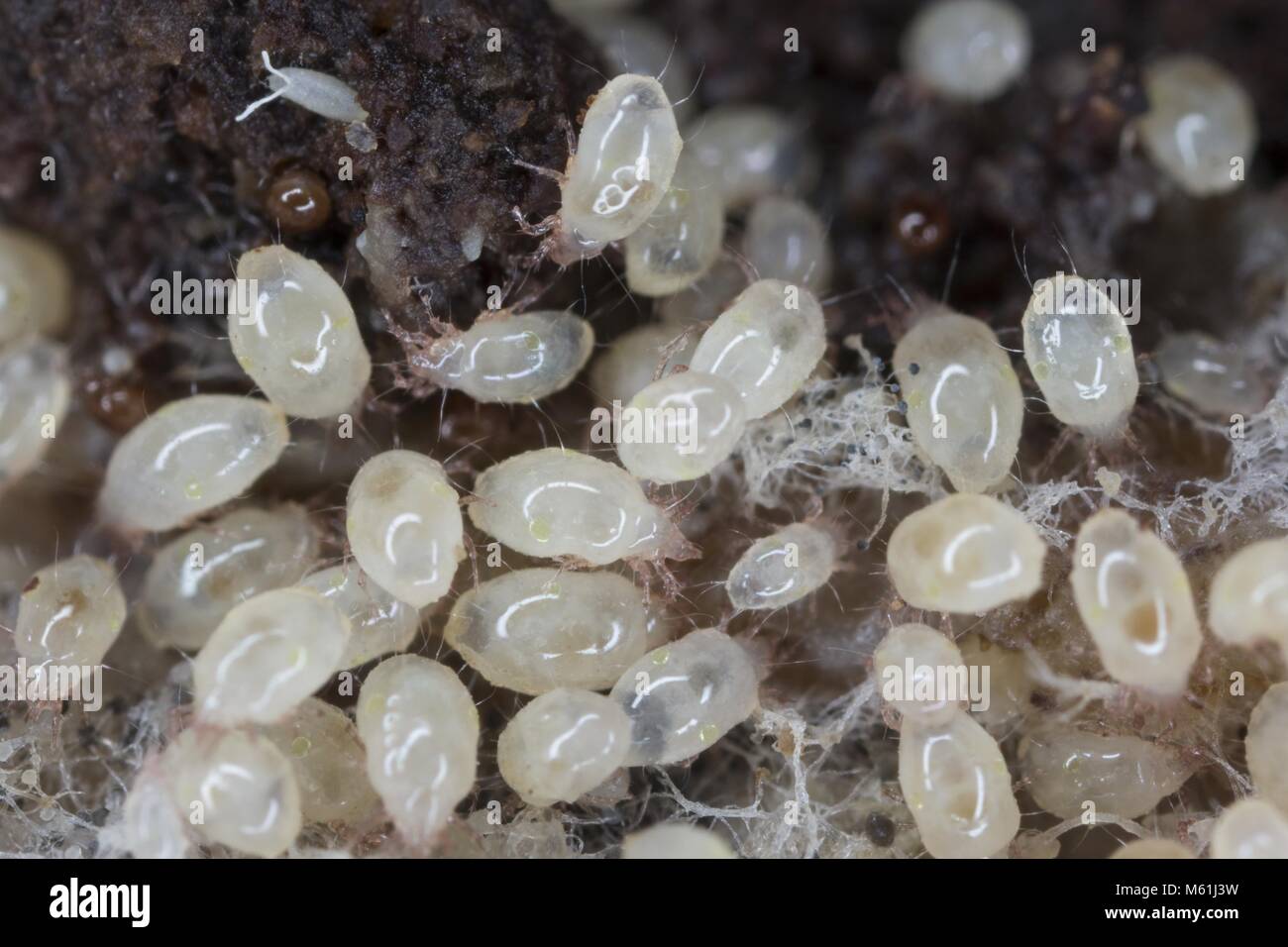 Magnification of mites from Acaridae family Stock Photo - Alamy