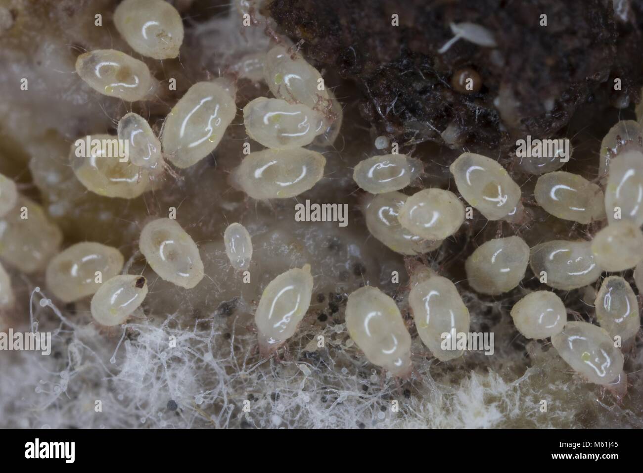 Storage mites hi-res stock photography and images - Alamy