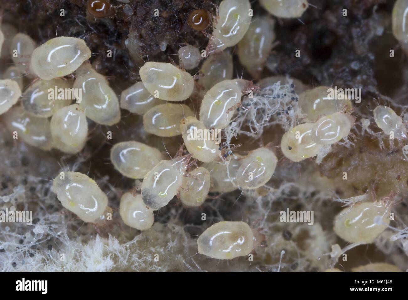 Magnification of mites from Acaridae family Stock Photo - Alamy