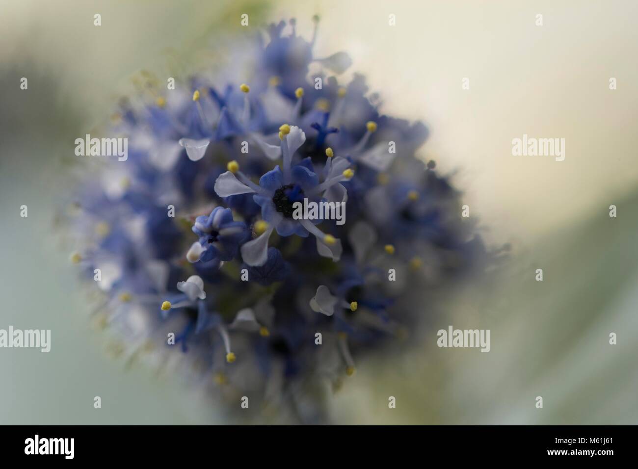 Meadow wild flowers eden hi-res stock photography and images - Alamy