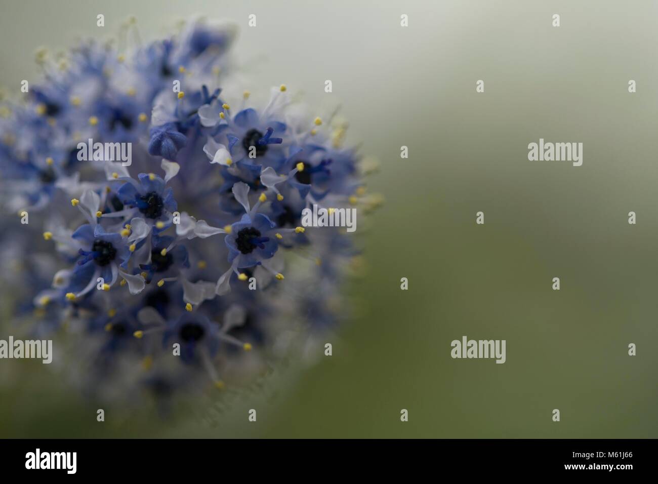 Meadow wild flowers eden hi-res stock photography and images - Alamy