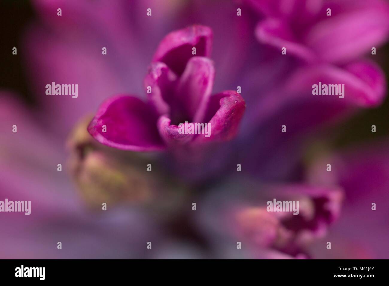 Eden Project Flowers High Resolution Stock Photography and Images - Alamy