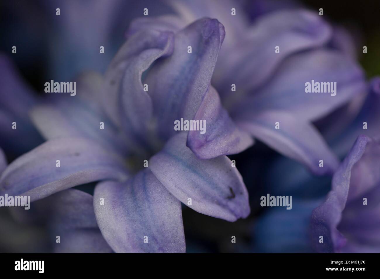 Meadow wild flowers eden hi-res stock photography and images - Alamy