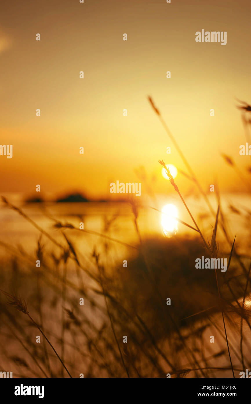 3d rendering of sunset in front of seed tall plant Stock Photo - Alamy
