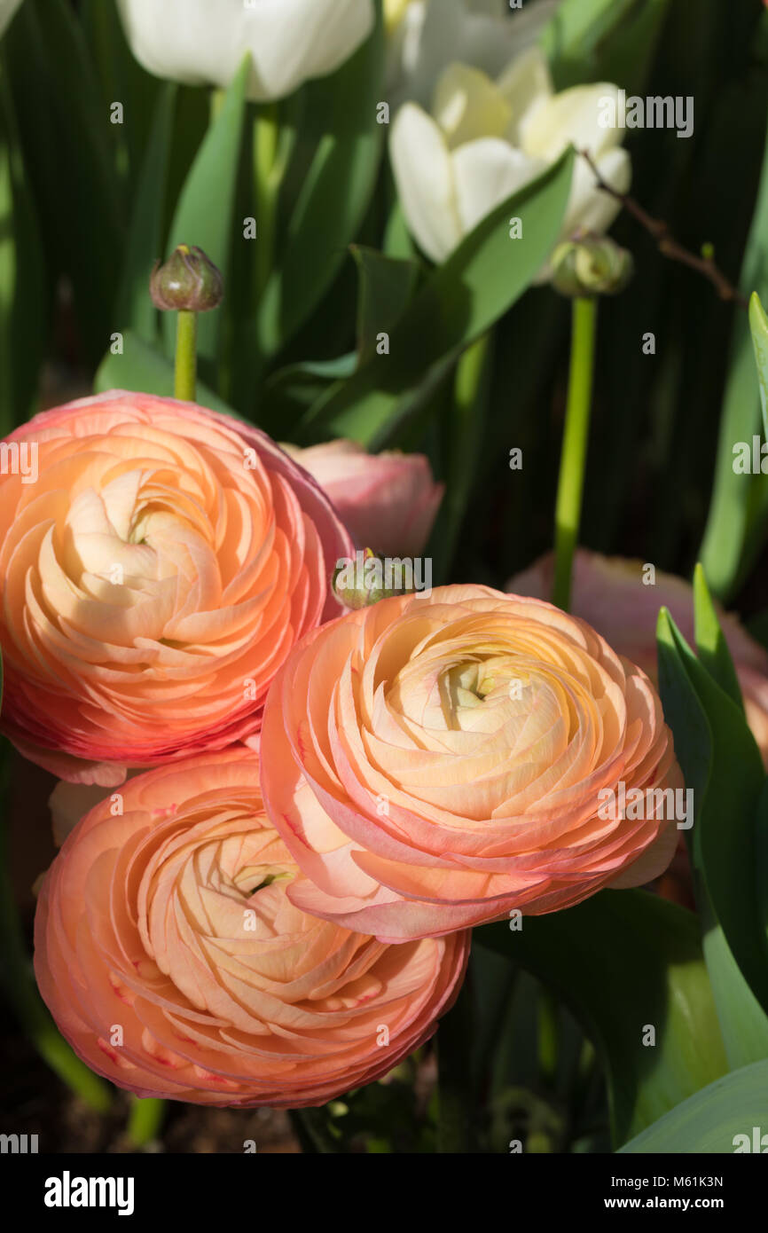 Orange ranunculus macro on green background. Spring posctacrd concept. Toned Stock Photo - Alamy
