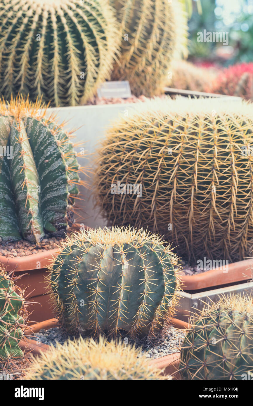 Green Old round Cacti on rustic background. Potted. Toned vintage ...