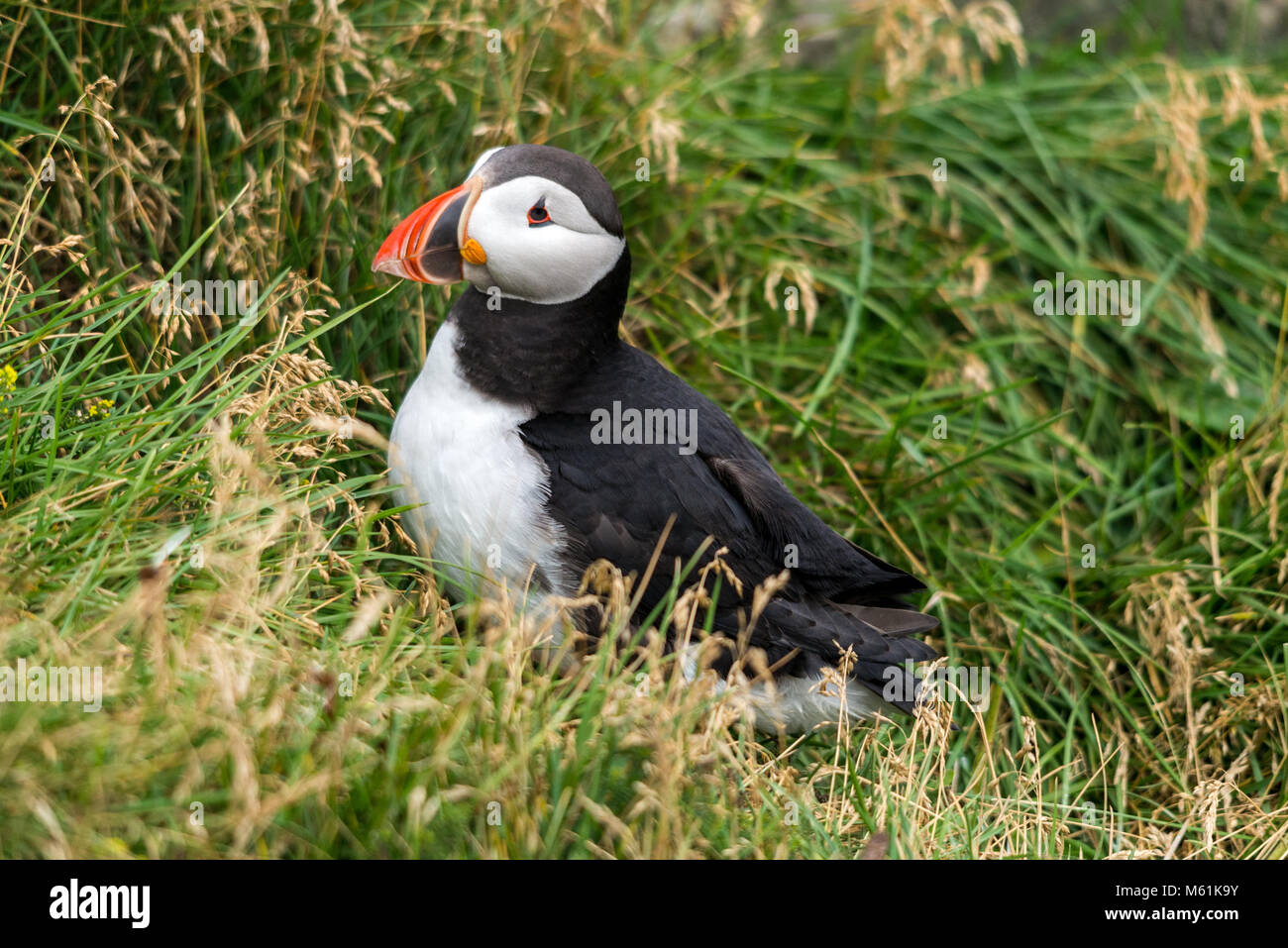 The Atlantic puffin, also known as the common puffin Stock Photo - Alamy