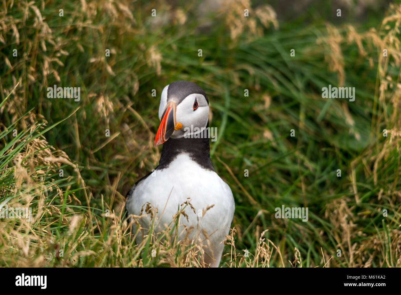 The Atlantic puffin, also known as the common puffin Stock Photo - Alamy