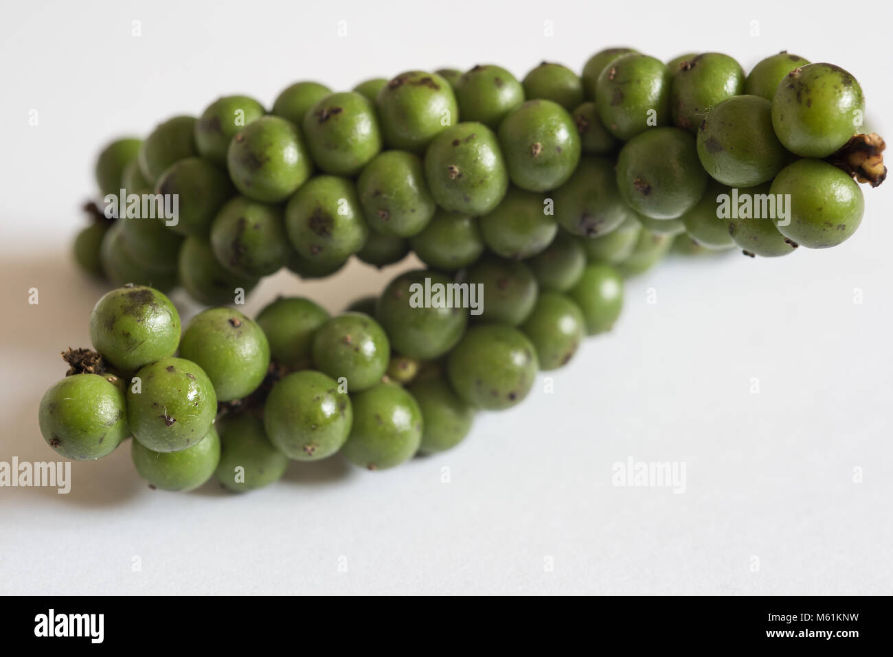 green fresh peppercorns Stock Photo - Alamy