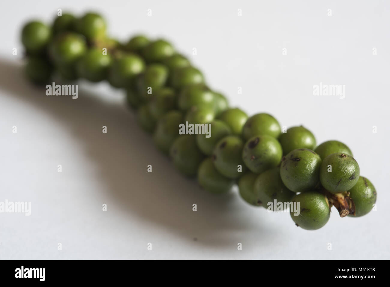 green fresh peppercorns Stock Photo - Alamy