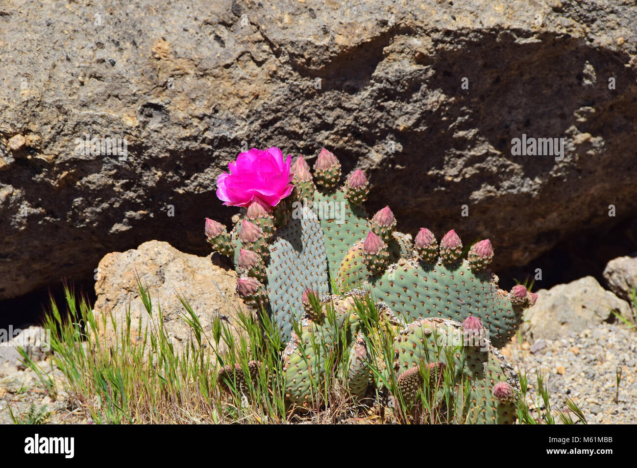 Desert in bloom hi-res stock photography and images - Alamy