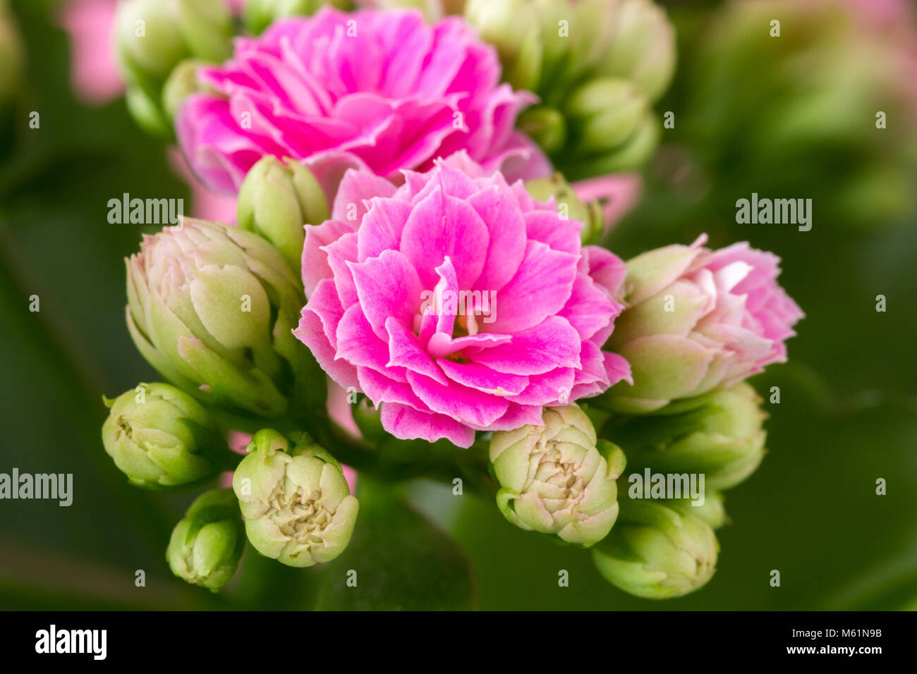 Close up of some Kalanchoe Blossfeldiana (flaming katy) pink flowers ...