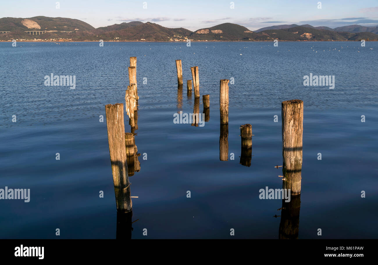Wooden poles in Massaciuccoli Lake from Torre del Lago Puccini, Lucca ...
