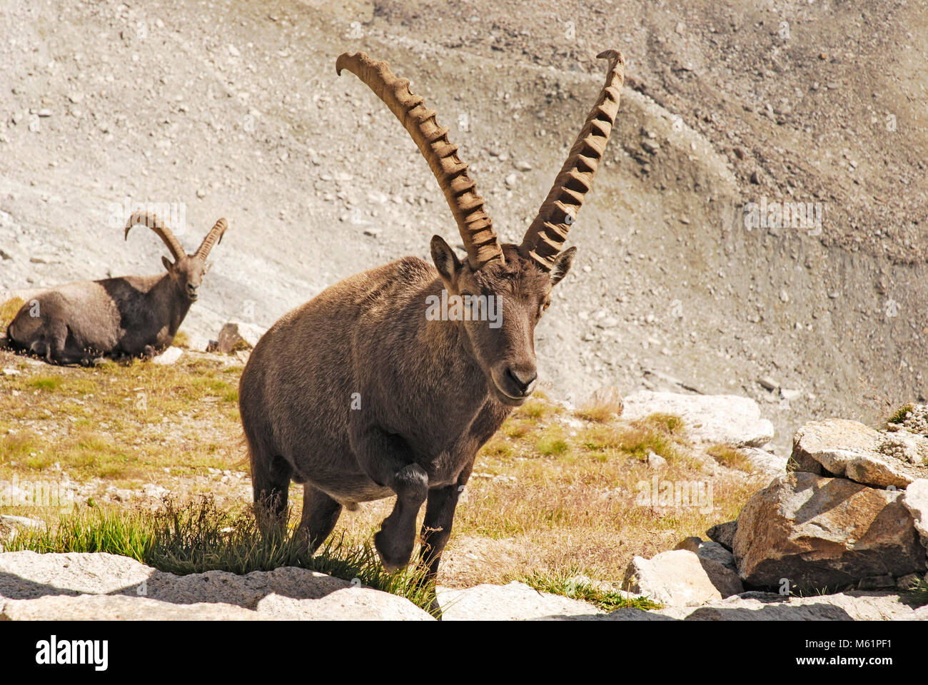 Ibexes in the alps hi-res stock photography and images - Alamy