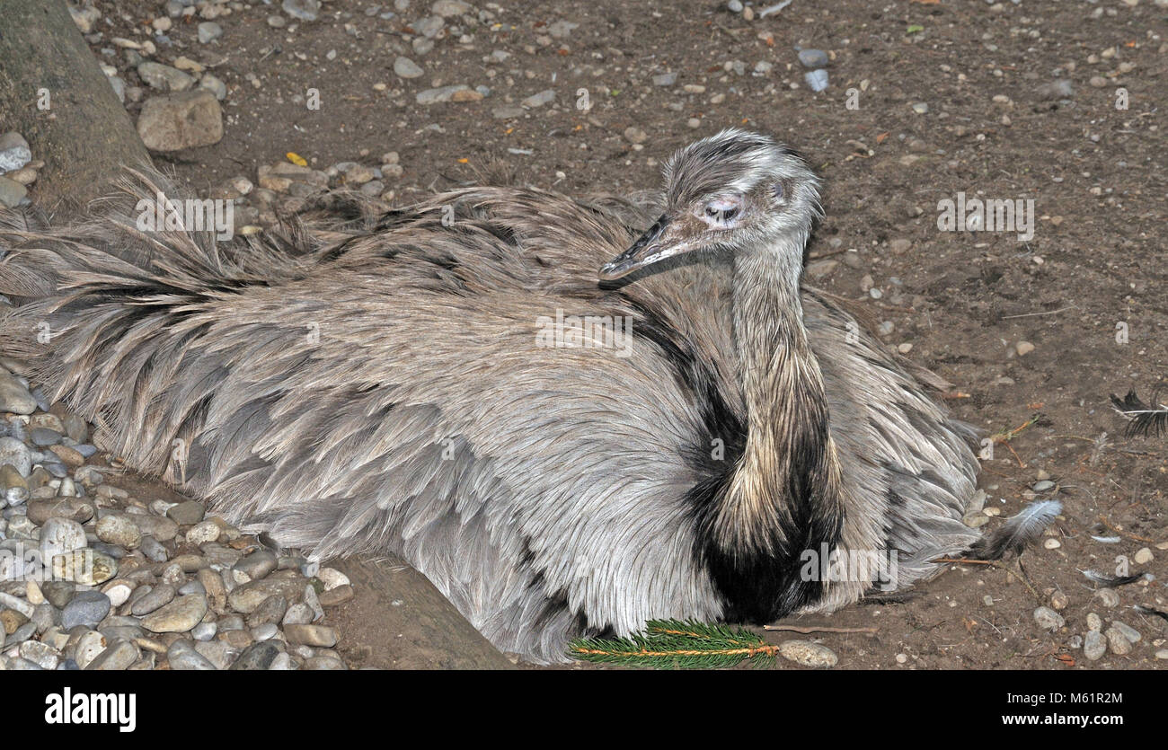 male rhea incubating eggs Stock Photo - Alamy