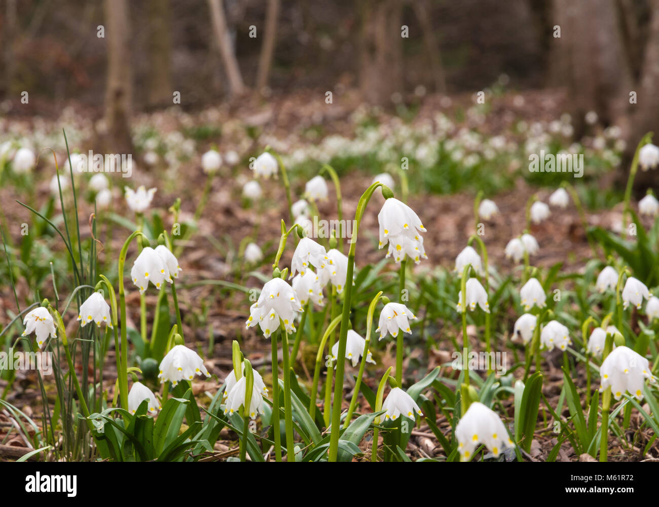 Flowers of snowdrop spring garden. Сommon snowdrop (Galanthus nivalis ...