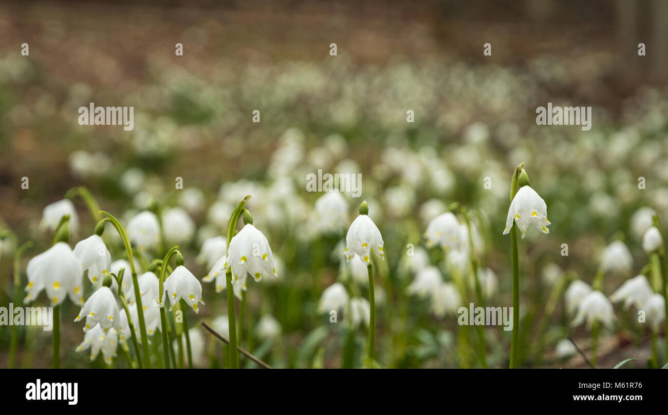 Flowers of snowdrop spring garden. Сommon snowdrop (Galanthus nivalis ...