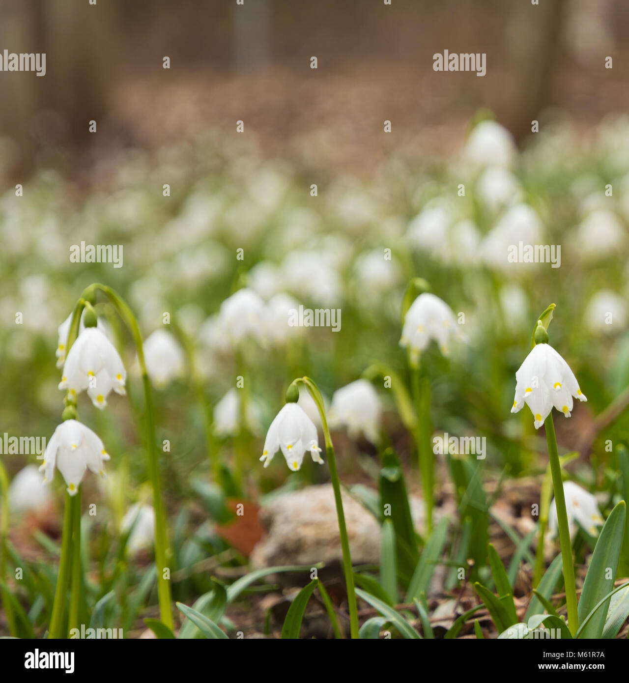 Flowers of snowdrop spring garden. Сommon snowdrop (Galanthus nivalis ...
