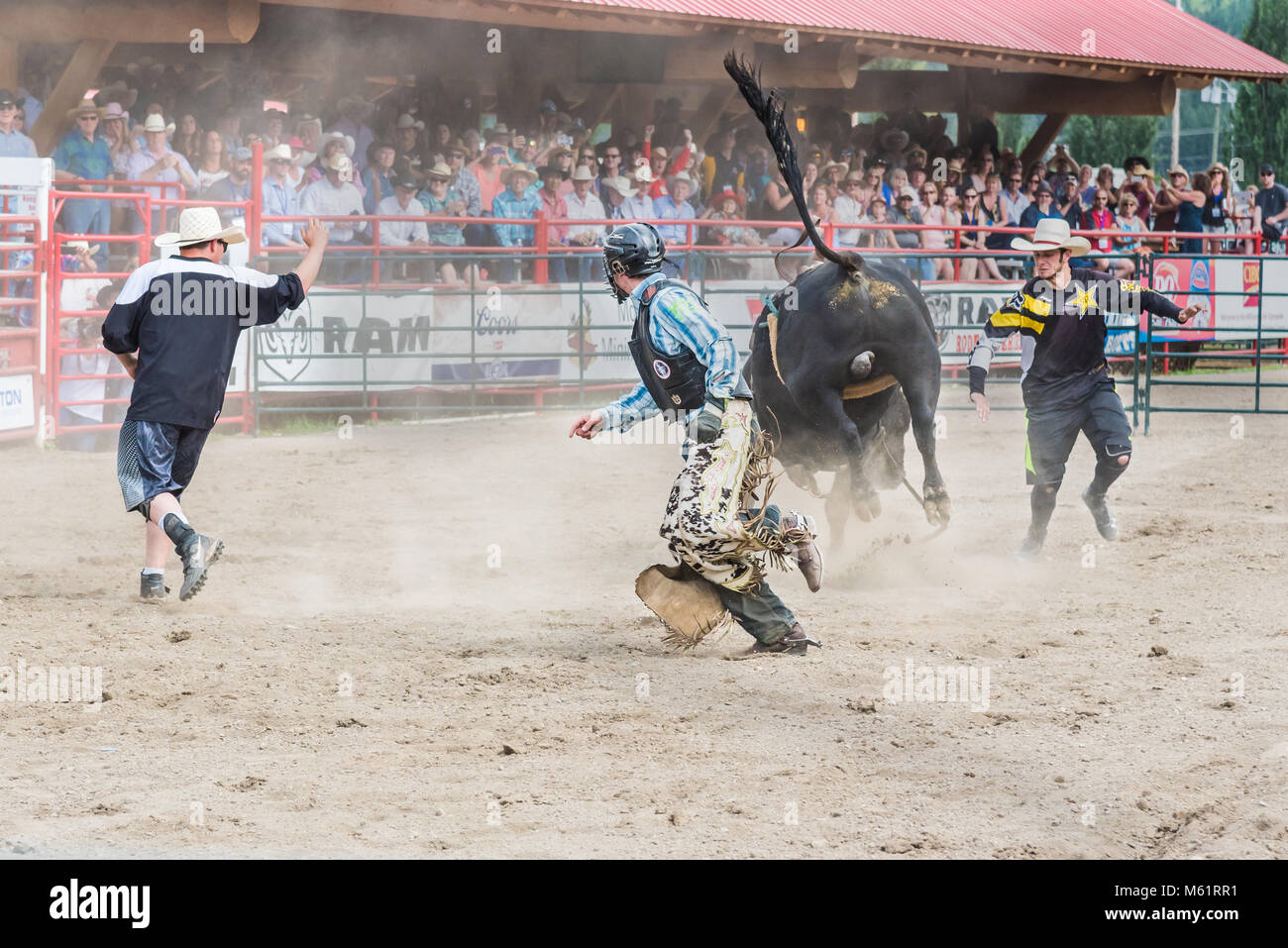 Cowboys run from angry bull during bull riding competition at the 90th ...