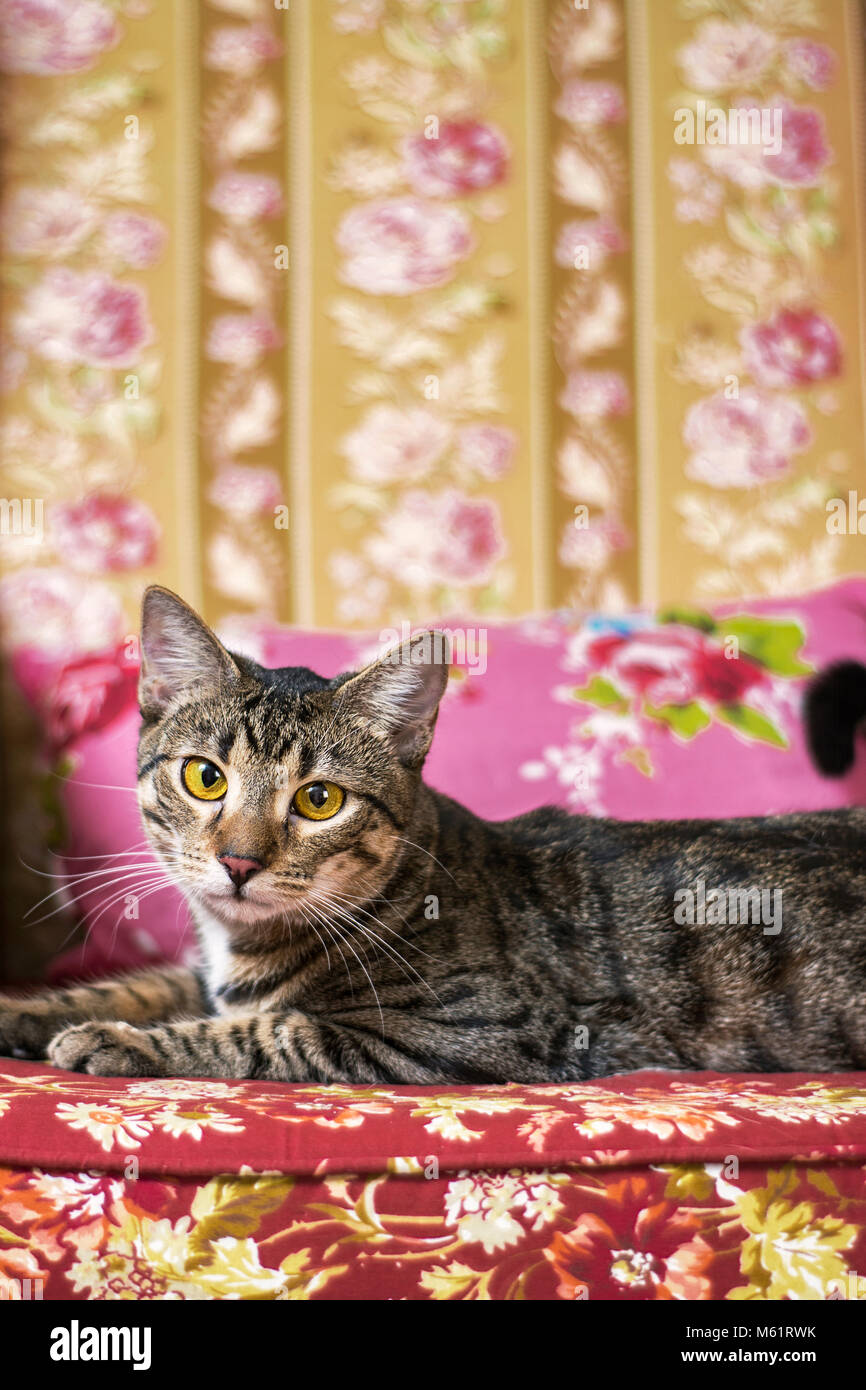 Cats at home Stock Photo - Alamy